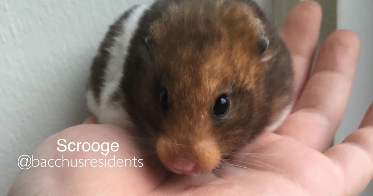 The Large Syrian Hamster Intake