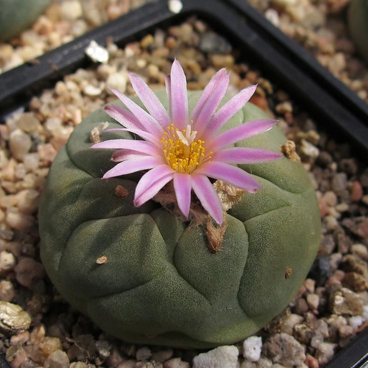 El Magazin de Merlo: Cuidado con el PEYOTE, produce alucinaciones pero ...