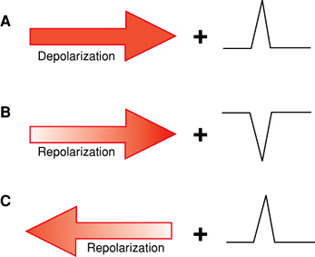 Tutor's Notes: general, cardiovascular, respiratory and renal ...
