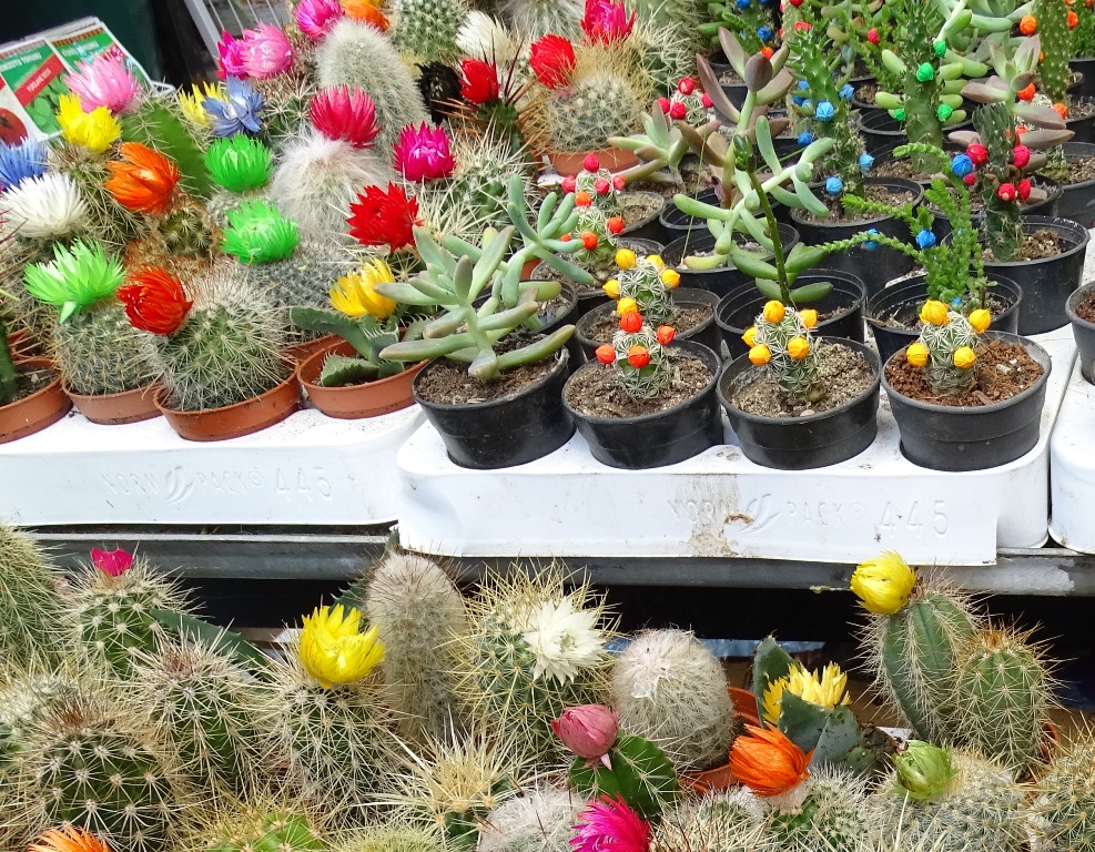 Turkish delights... ~ INDOOR HOUSE PLANT GUIDE