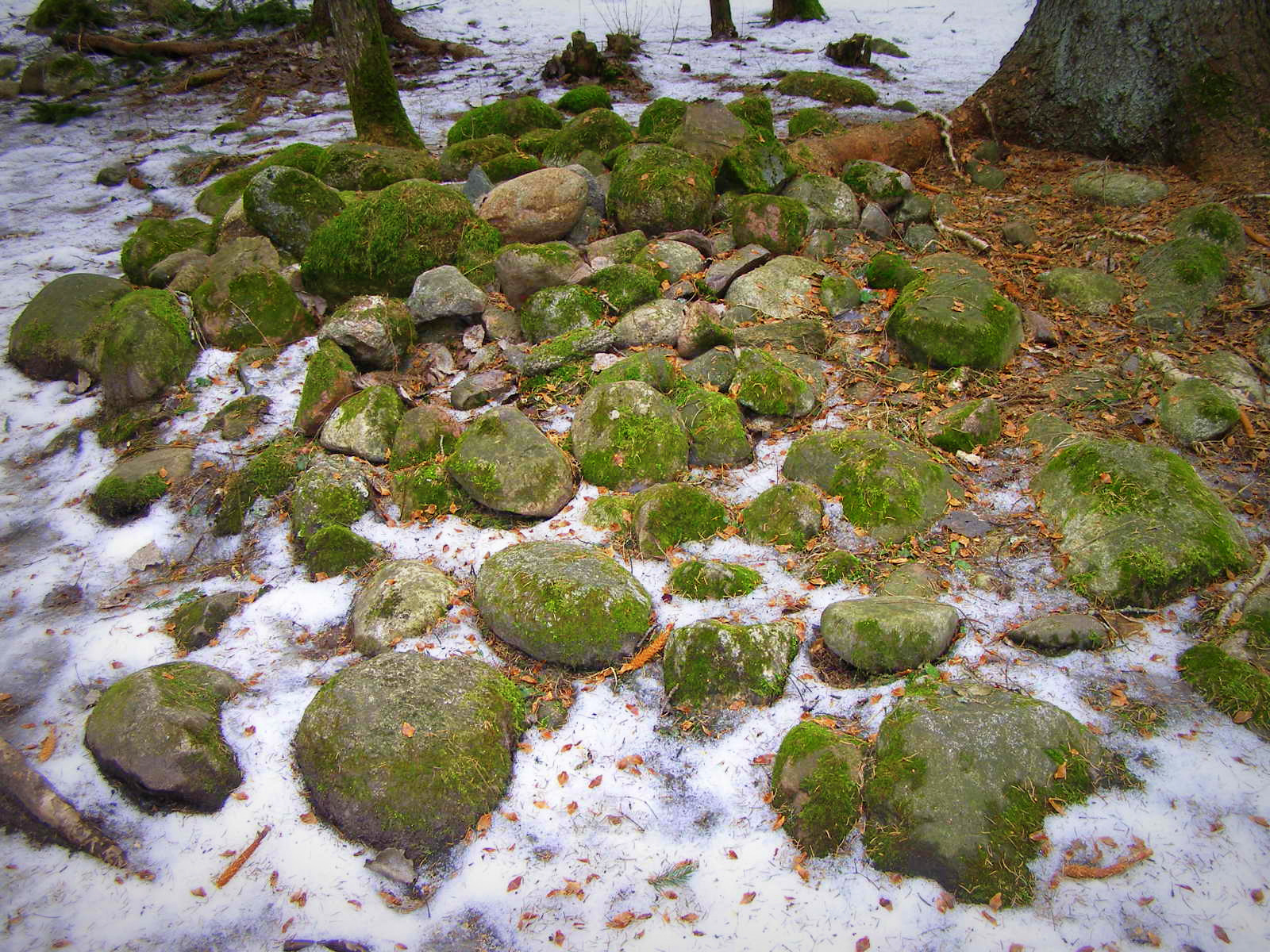 Gara pastaiga Pokaiņu mežā