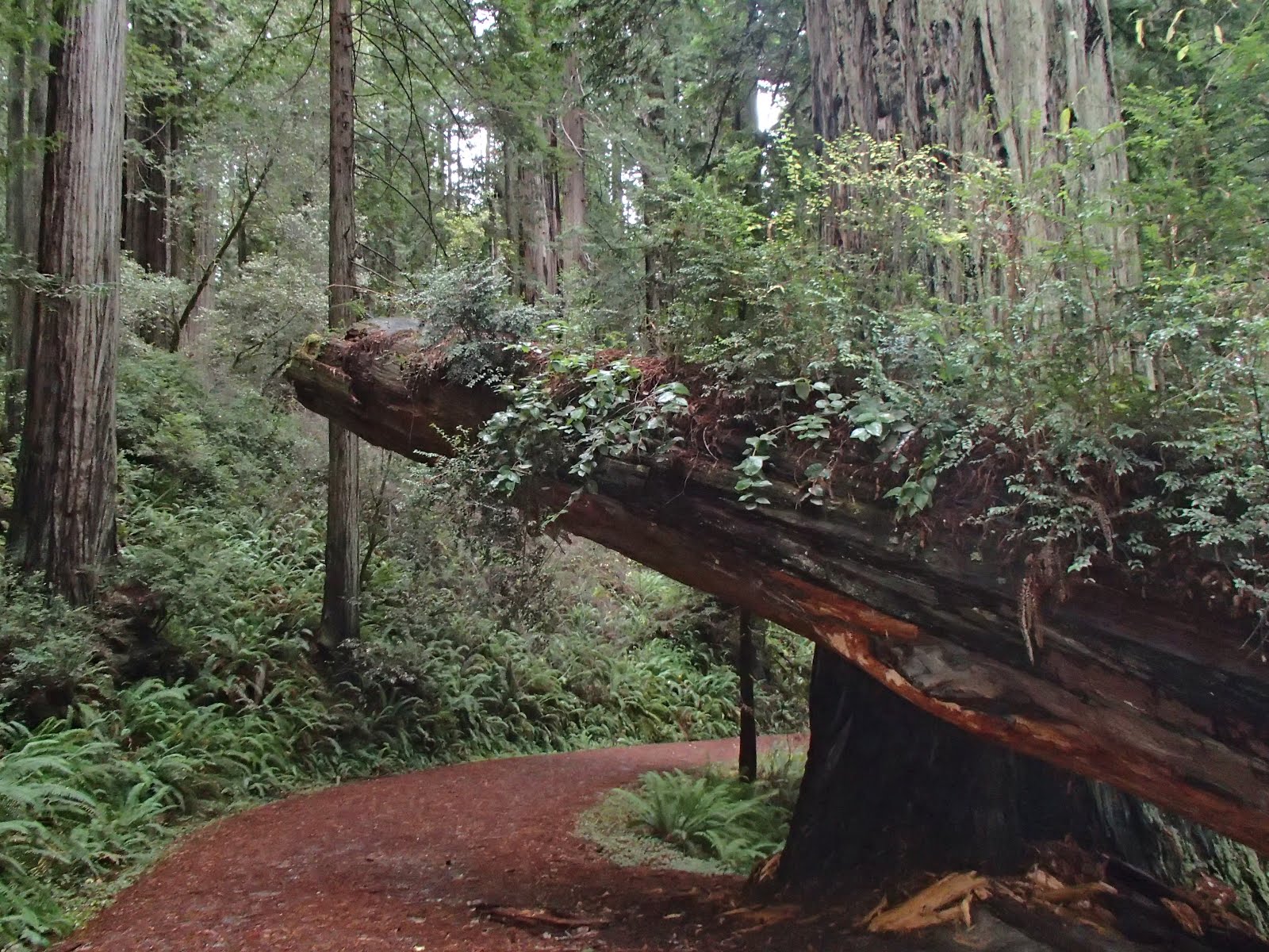 NorCal Dog Trails: Redwood National and State Parks with a dog