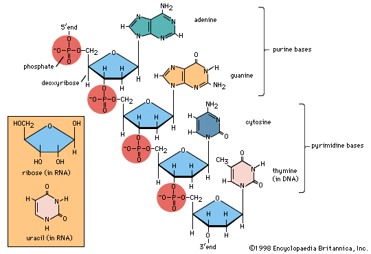 Knowledge Class Nucleic Acid An Overview