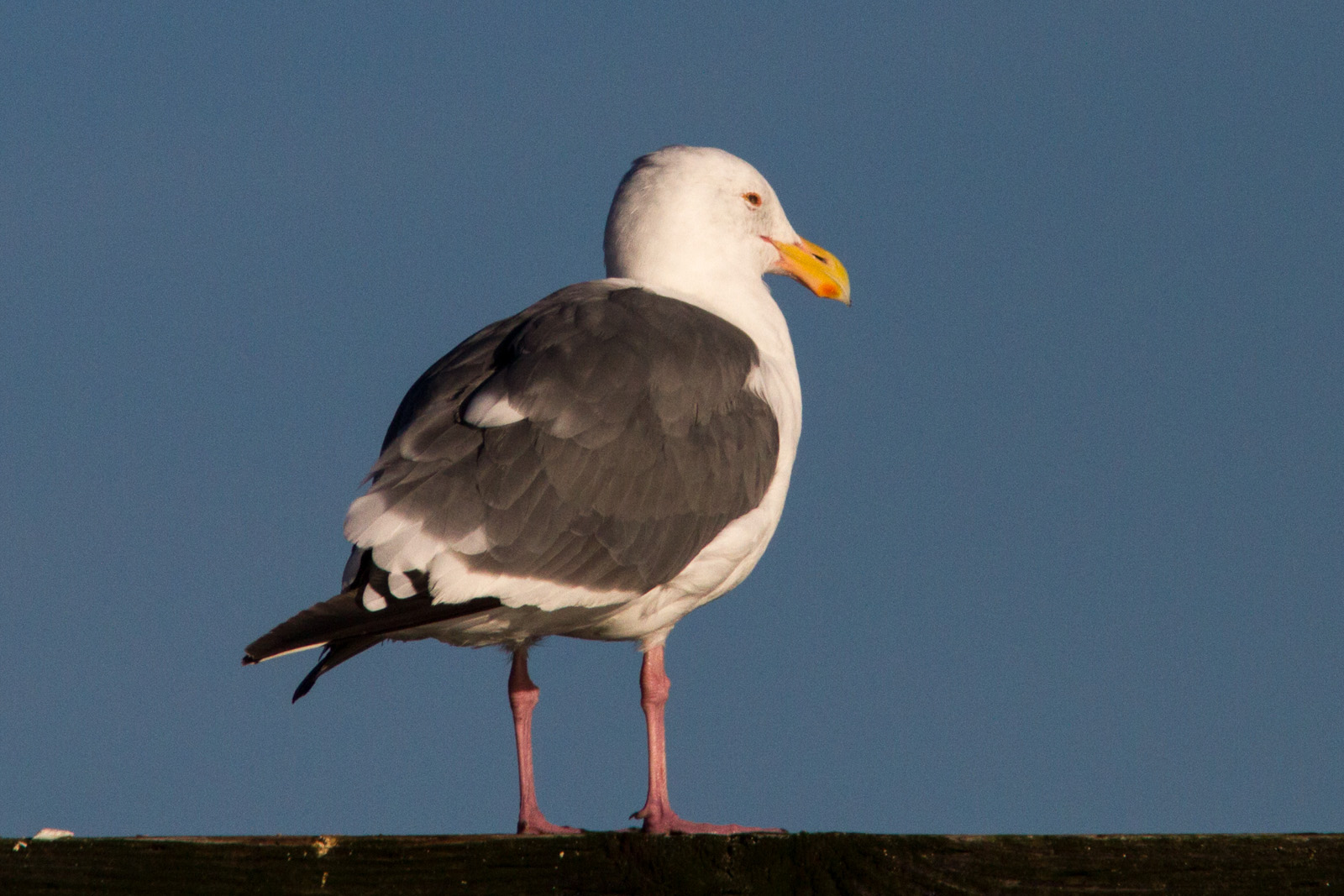 Fur & Feathers 500 - a Canada Big Year for Birds and Mammals: Tofino ...