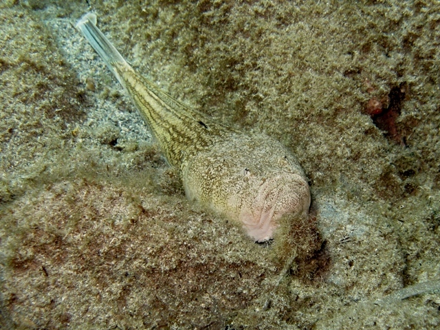 Artes de Pesca: VAMOS A PESCAR RATA PEZ