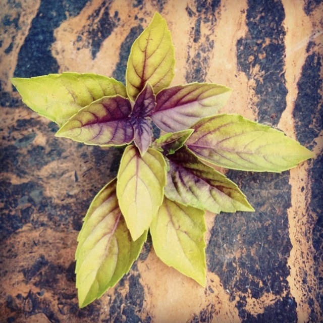 Basil: The Ultimate Guide