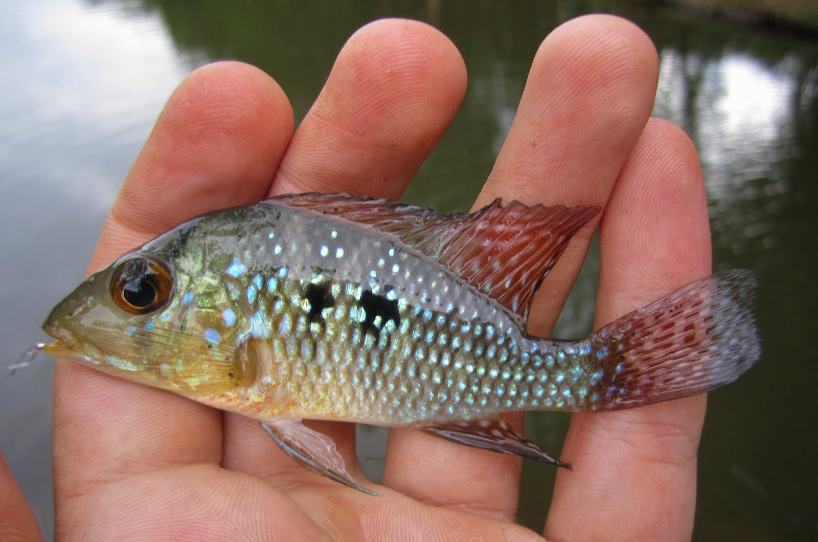 leandro sanches artes: Fotos de campo