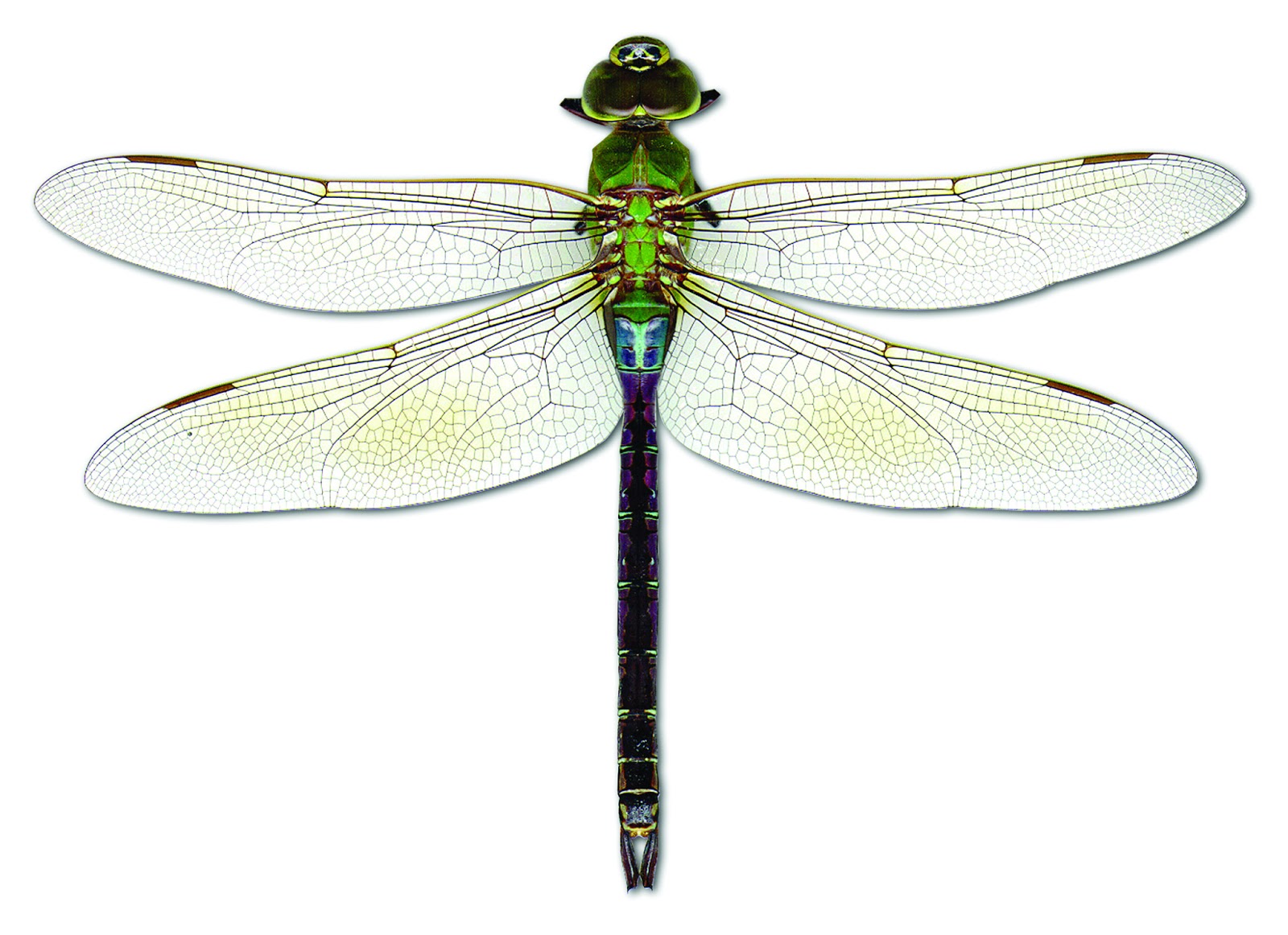 Ahunika': Come to the Dragonfly Gala!