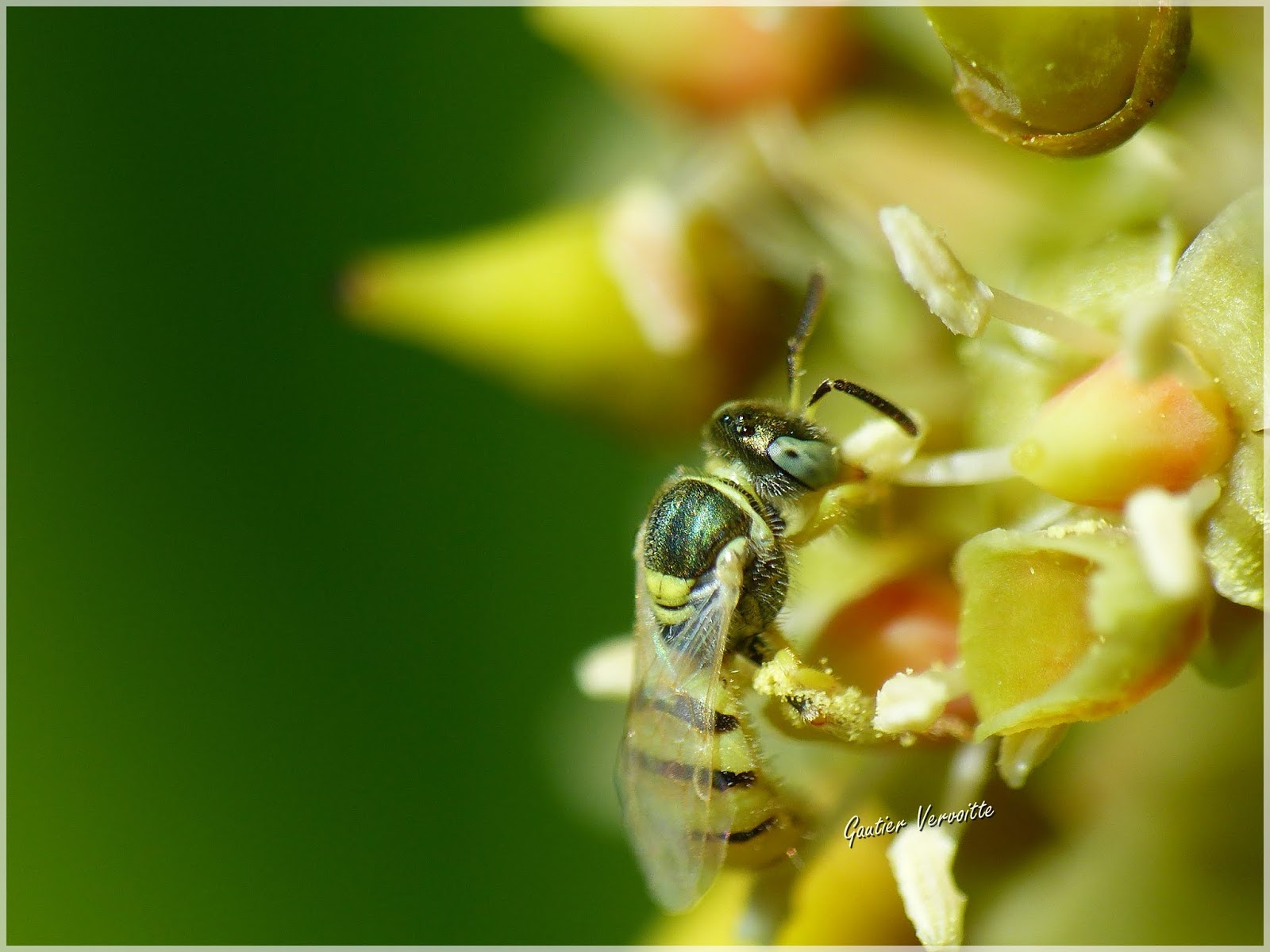 Voilà une des plus petite abeille solitaire d'Europe Nomioides facilis ...