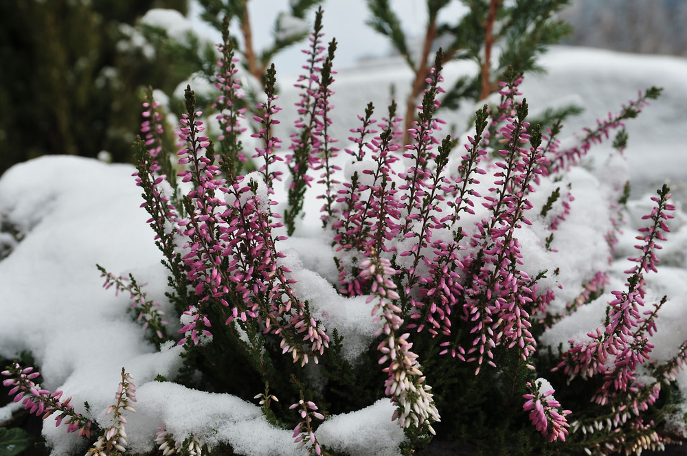 IL GIARDINO SFUMATO: ERICA IN GIARDINO