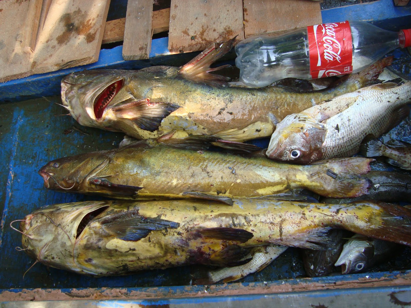 20+ Gambar Ikan Utik, Koleksi Kekinian!