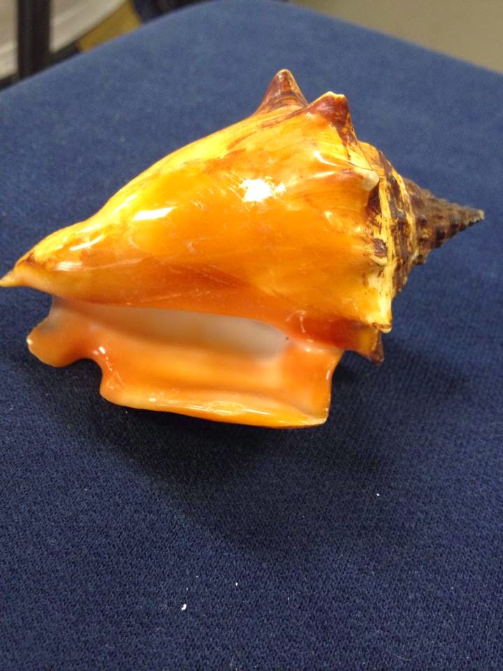 Campos Salles - 2ºB: Conchas - Oficina de Biologia - Parte 2 - Gabriela ...