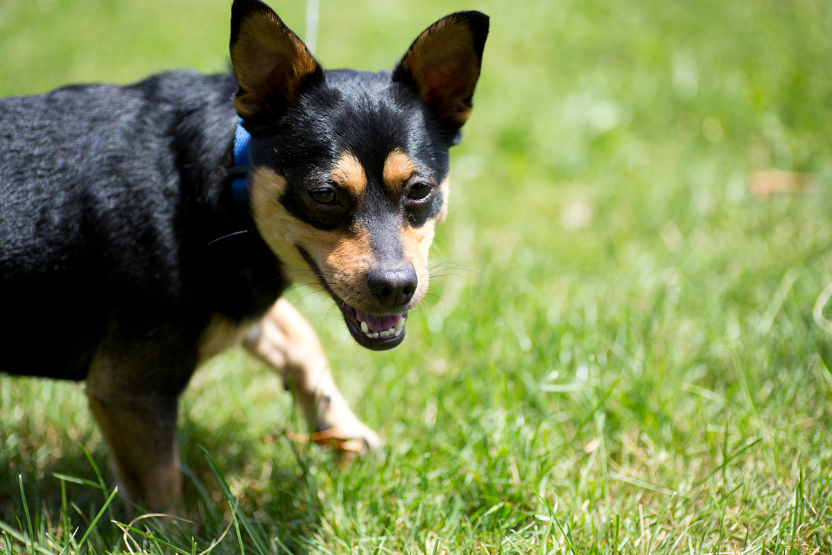 Shelter Dogs of Portland: "CHIP" curly tailed Manchester Terrier mix