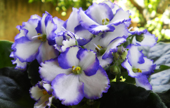 Fadas Cristais: A linguagem das flores - Violeta