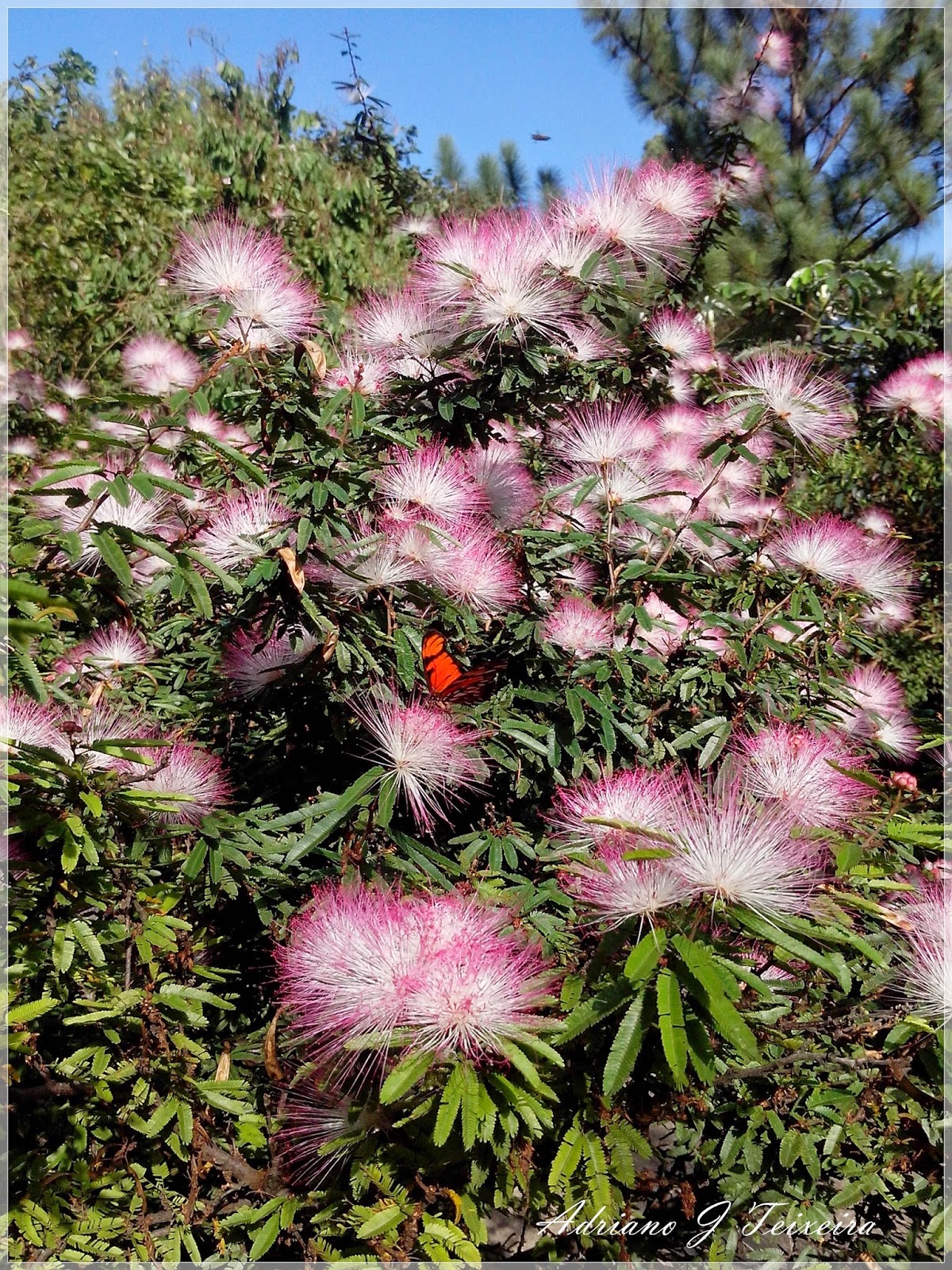 Mundo das Plantas : Caliandra - Calliandra Brevipes