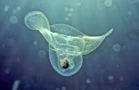 Mariposa de mar (Thecosomata)