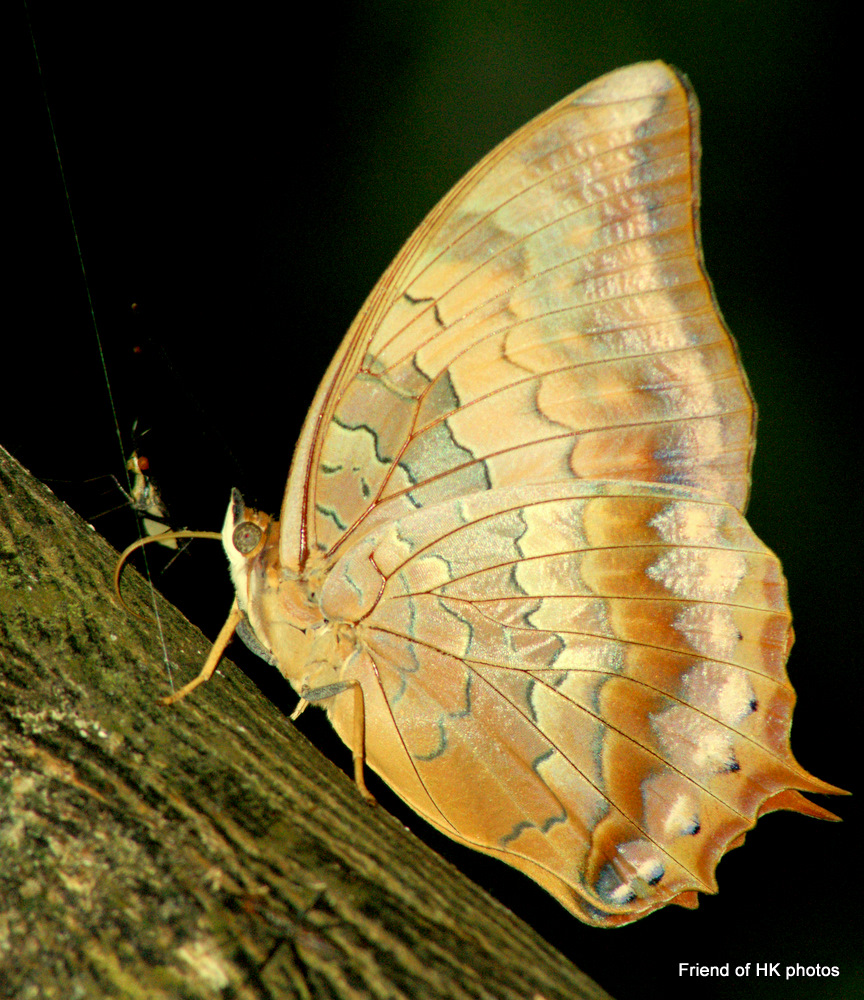 Photographic Wildlife Stories in UK/Hong Kong: Enjoying a drink----tree ...