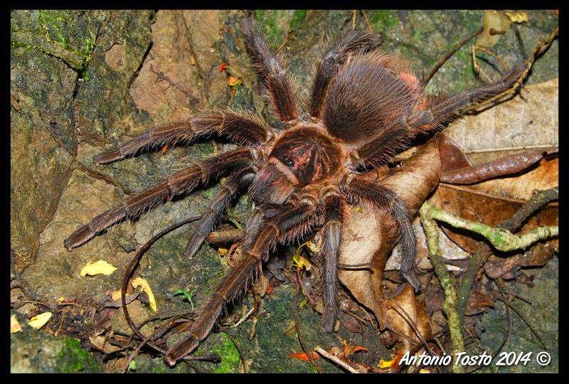 Dominican Spiders