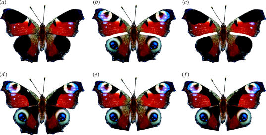 Butterflies of Singapore: Butterfly Eyespots