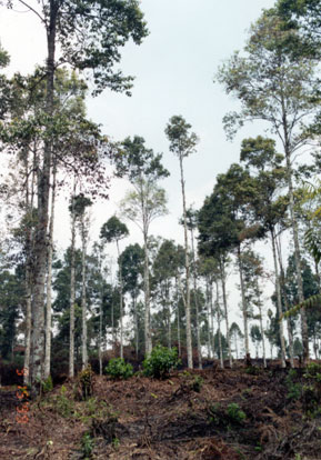 Rasamala - Altingia excelsa, Noronha