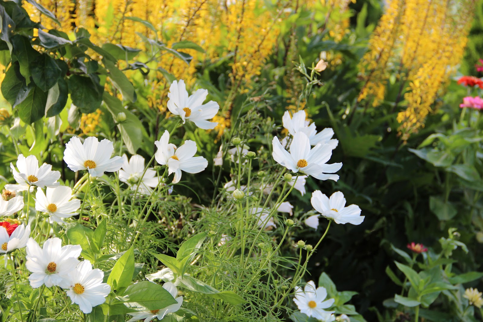 kosmėja paprastoji /Cosmos bipinnatus/