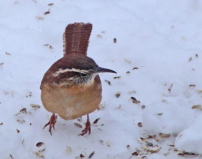 Life, Birding, Photos and Everything: Carolina Wrens in Kentucky