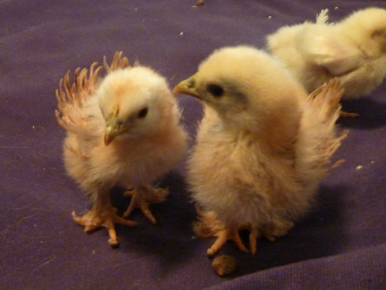 urban chicks farm: What's up chickie?