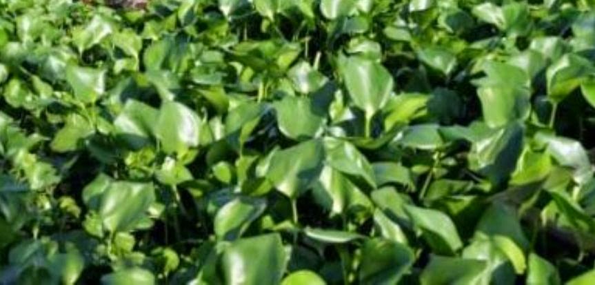 Menghemat pakan ayam aduan dengan daun enceng gondok ~ Ayam Bangkok ...