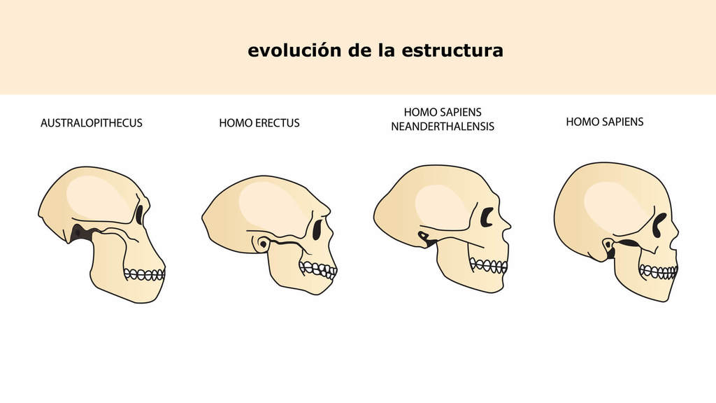 HISTORIA SÉPTIMO BÁSICO : EVOLUCIÓN BIOLÓGICA DEL SER HUMANO