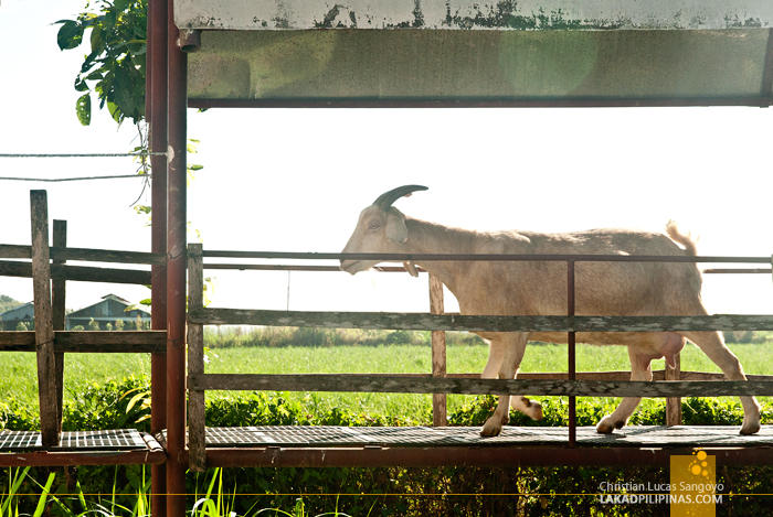 TARLAC | JSJ Goat Farm ~ Goat Tour, Anyone? - Lakad Pilipinas