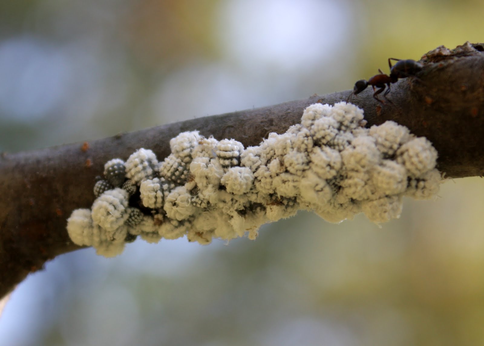 lil fish studios: Woolly Aphids