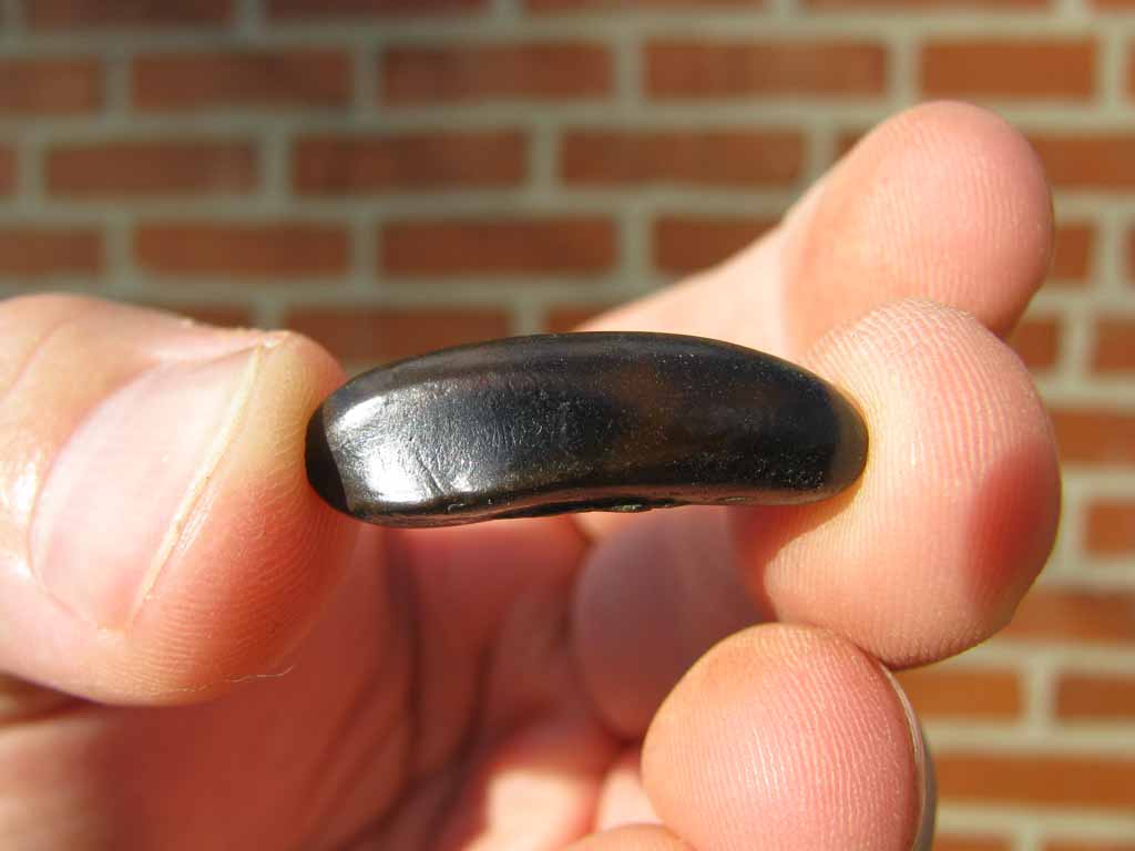 Views of the Mahantango: Anomoeodus phaseolus tooth from the Navesink ...