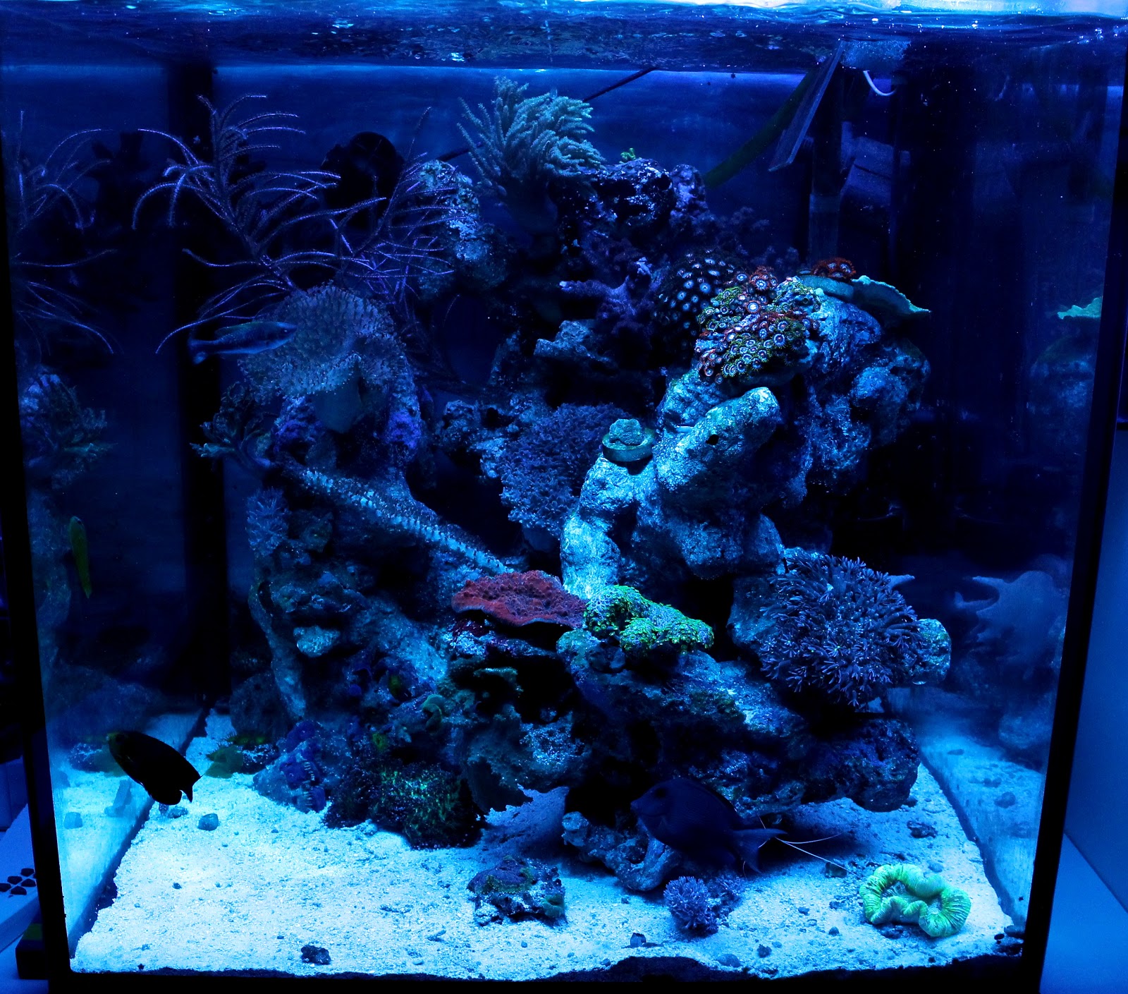 Howard`s Reef: Soft Coral Cube