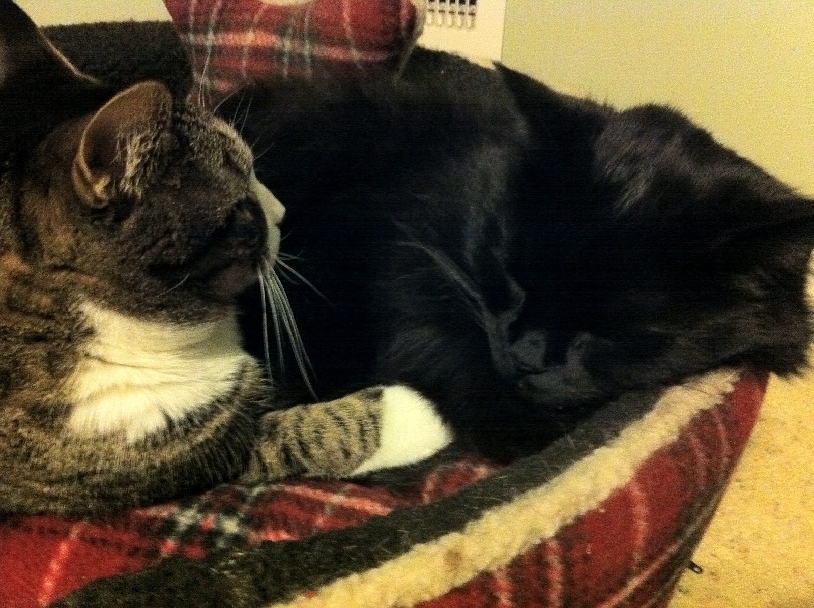 Cat's Eye: 67 Percent of the Cats Agree