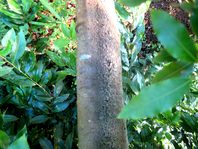 EL LAUREL (Laurus nobilis)