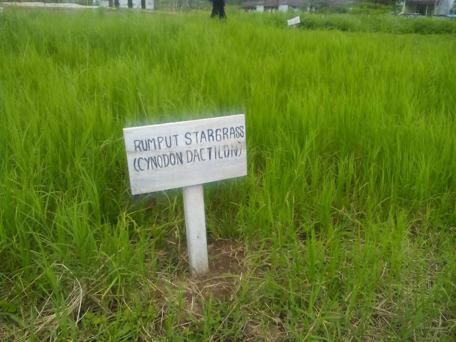 UPTD PETERNAKAN WIL III LEBAK: Mengenal Jenis-jenis Rumput Berkualitas ...