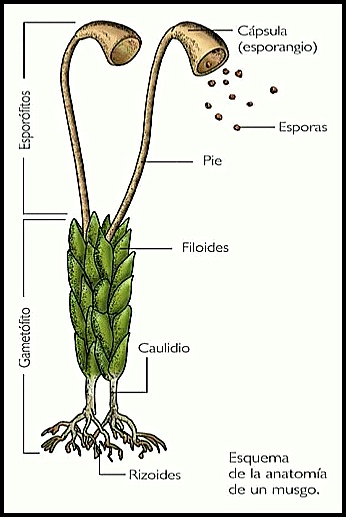 ESPOROFITOS - BOTÀNIC SERRAT