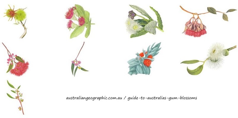 An illustrated guide to Australia's gum blossoms