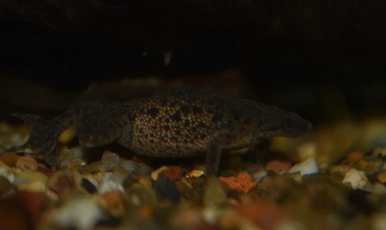 ZOOTOGRAFIANDO (6.100 ANIMALS): RANA ENANA AFRICANA / CONGO DWARF CLAWED FROG (Hymenochirus ...