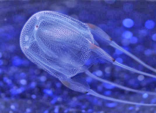 Species Box Jellyfish | Good Picture Animals