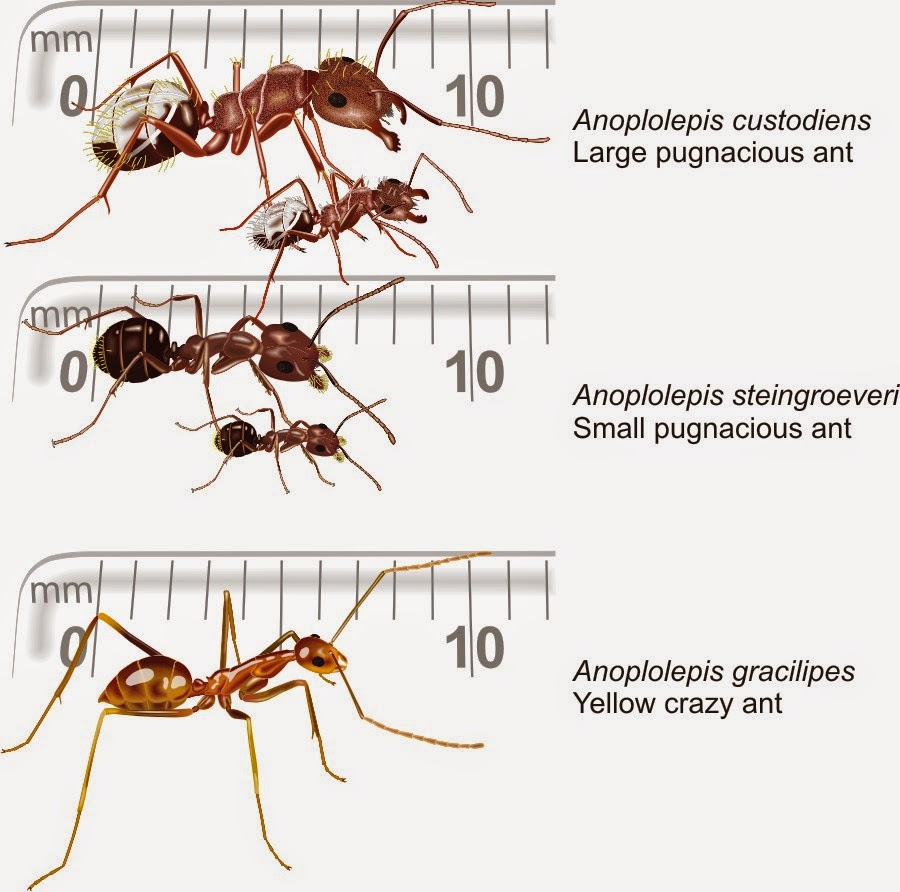 - Ants of Southern Africa -: FORMICINAE: the Elegant, Acid-Squirting ...