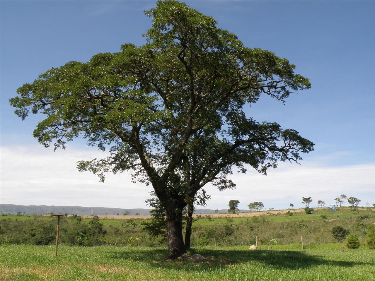 Weekly Essential: CBD vs. doTERRA Copaiba Essential Oil and Uses
