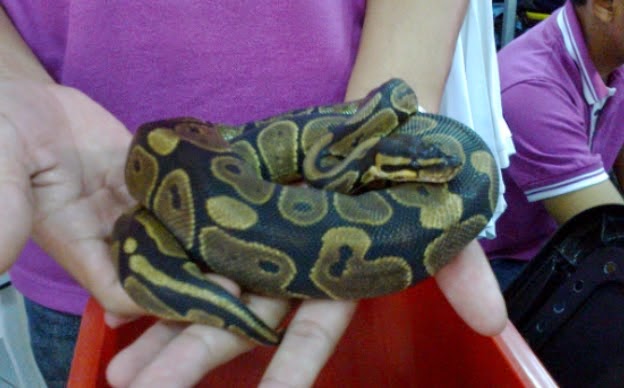 THIS IS ............: Hidupan Liar - Ular Sawa Batu dan Ular Sawa Batik