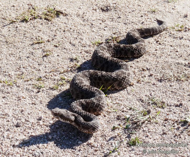 Argentina nativa: Yarará ñata (Bothrops ammodytoides)