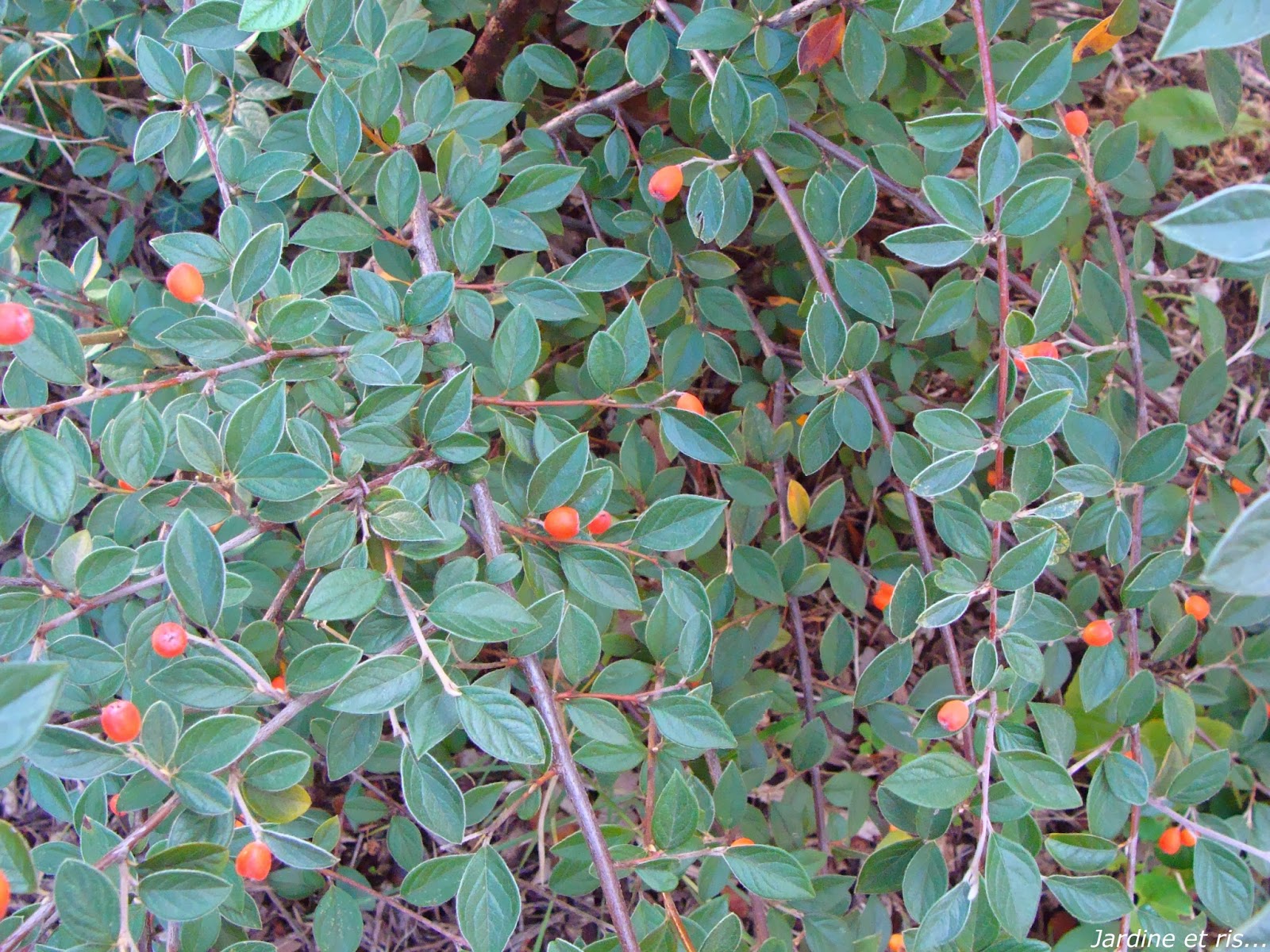 Jardine & ris...: La belle saison des fruits rouges...