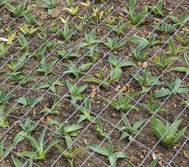 Agave Desmettiana Bloom Update: Bulbil Variegation Variations
