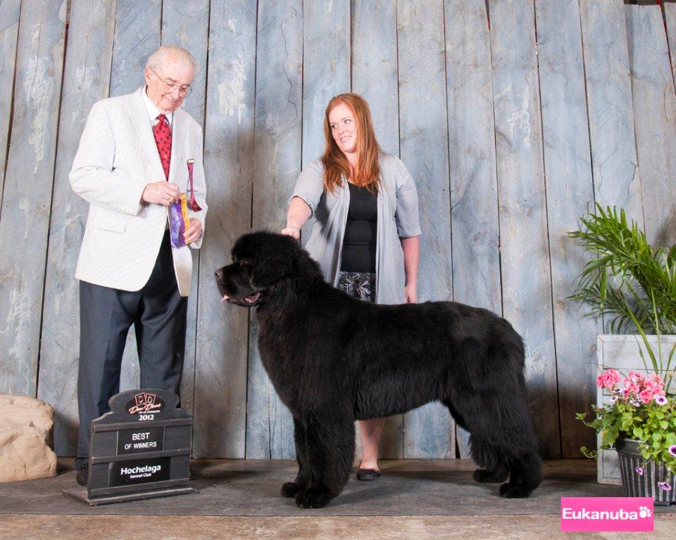 Ashmoornewfoundlands Blog