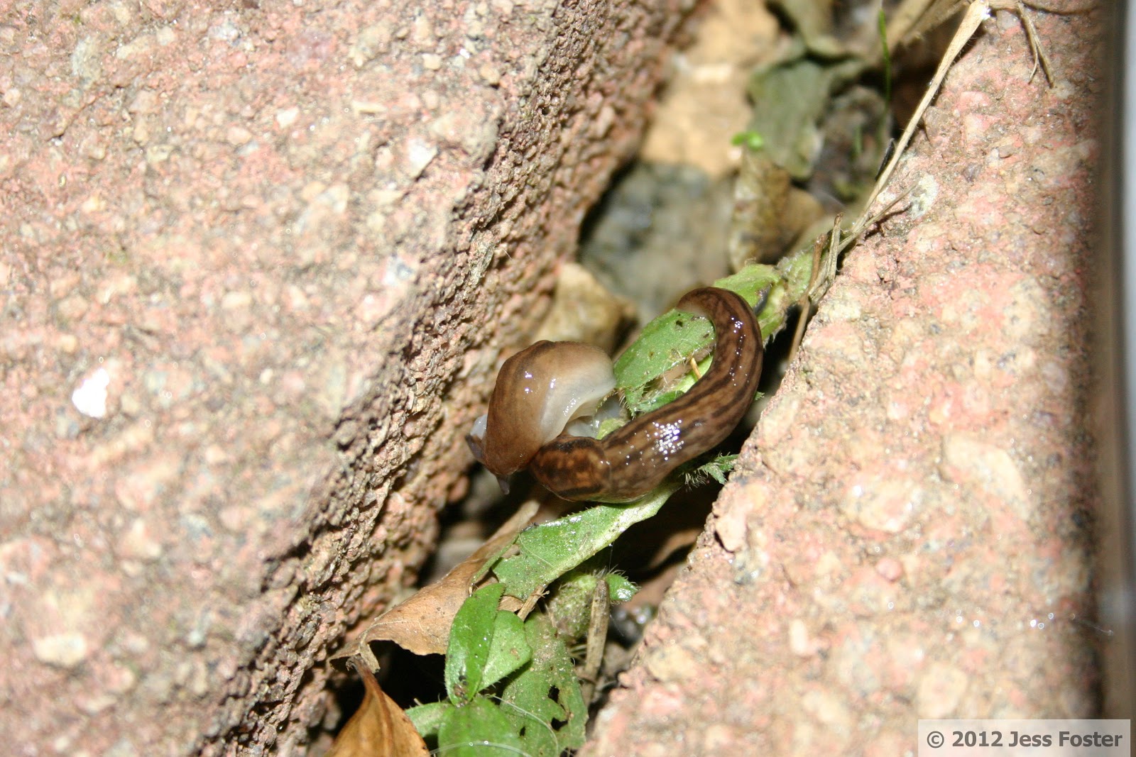 Sluggin' Along: Mating Slugs: Courtship - Type D