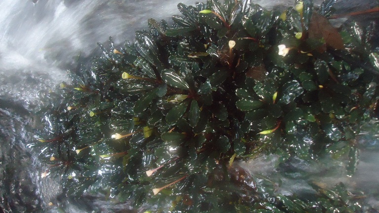 Achtung! My Bucephalandra Page: Buce. sp "Blue Centipede" Borneo