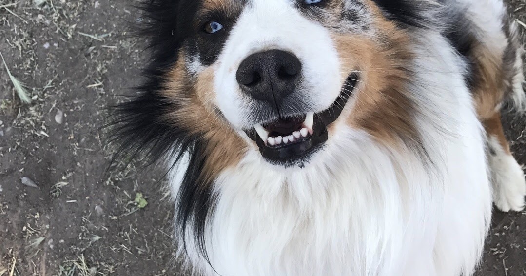 Rocky Mountain Border Collies: Introducing LEDOUX!!